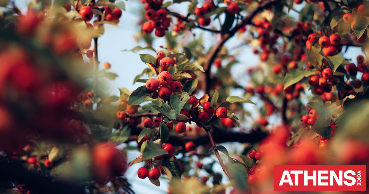 Όλα όσα πρέπει να ξέρεις για τα φυτά των Χριστουγέννων | Athens Voice